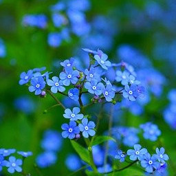 Types of Blue Flowers - Dramatic Gardens-Garden Design